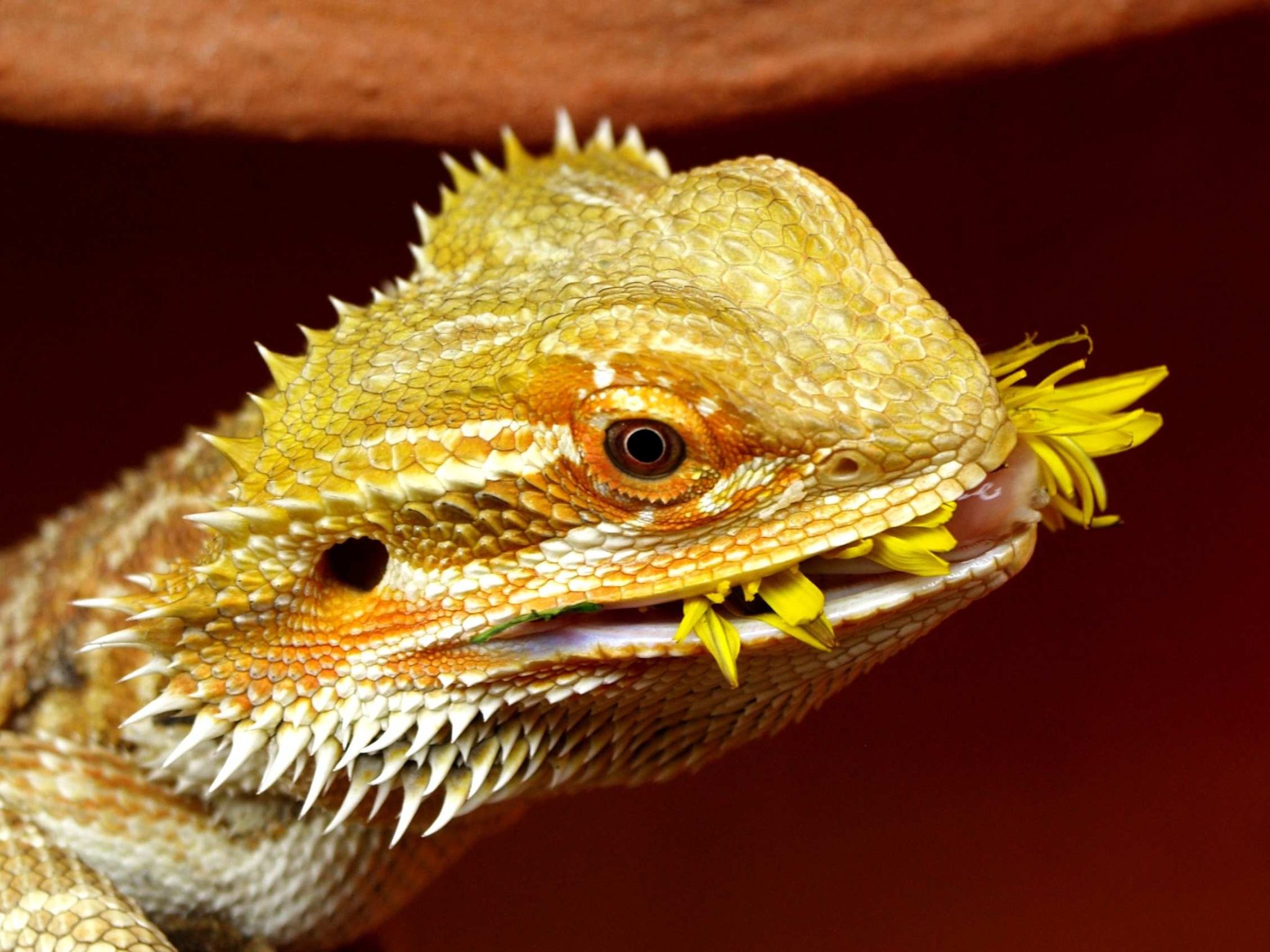 Can Bearded Dragons Eat Chicken? A Guide To What You Should Feed Your ...