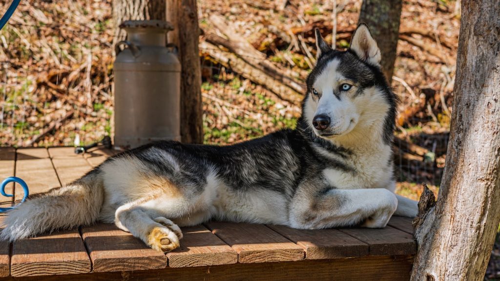 Exploring The Reasons Why Do Dogs Bend Their Paws - Pet Expert Advice