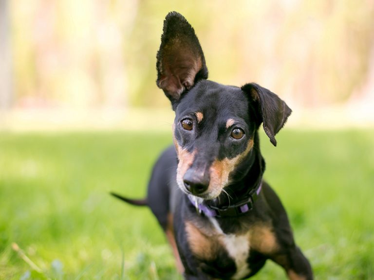 Exploring The Reasons Behind Why Do Dogs Flip Their Ears Inside Out ...