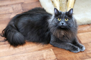 Rarest Black Smoke Cat Breeds & Facts - Pet Expert Advice