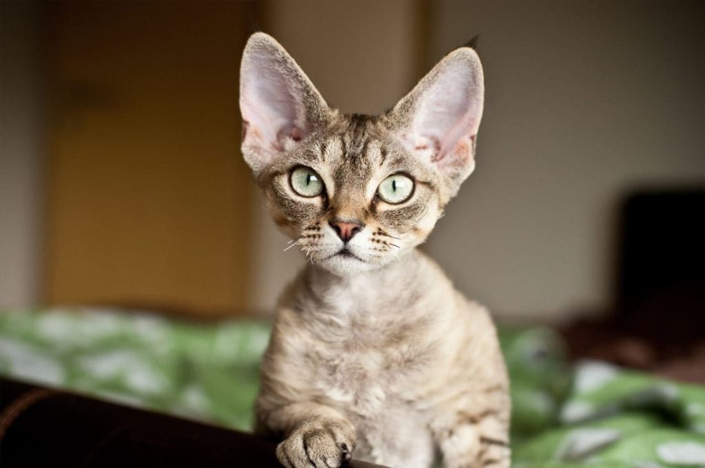 Top 10 Cat Breeds With Big Ears - Pet Expert Advice