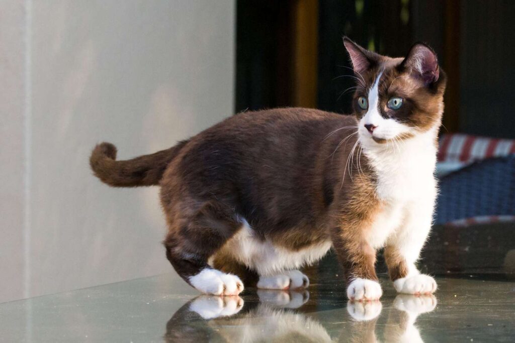 Breeds of Short Cats With Short Legs