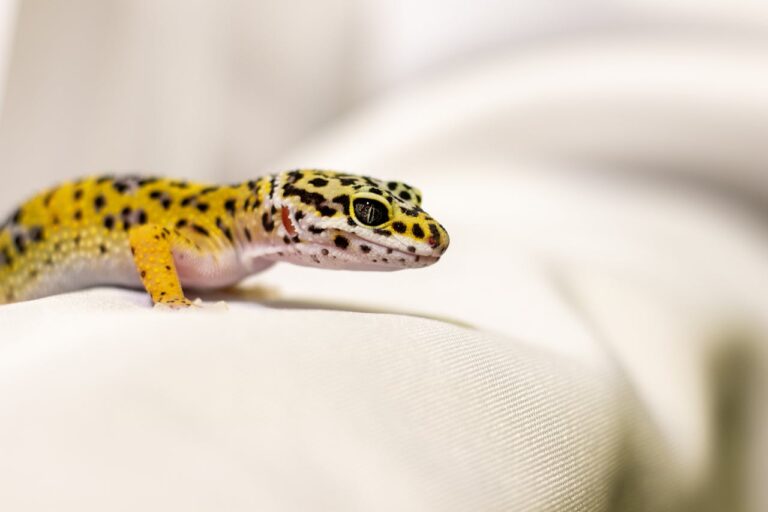 All About the Leopard Spotted Gecko