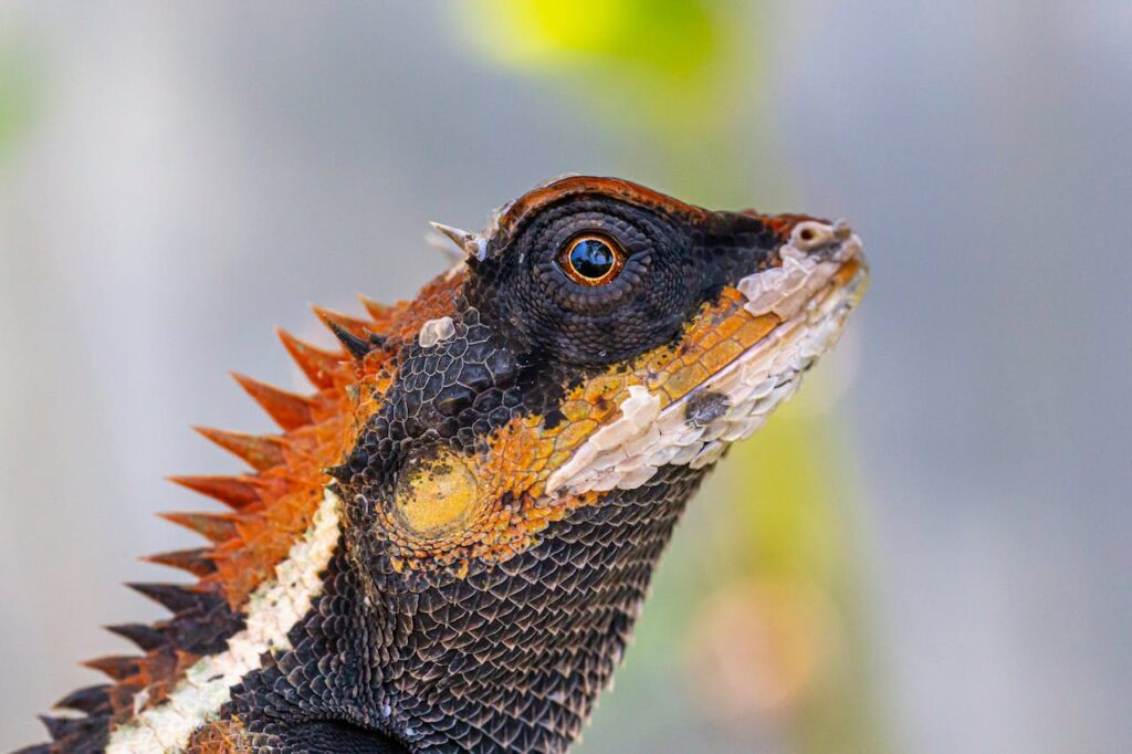 What Do Bearded Dragon Eat?