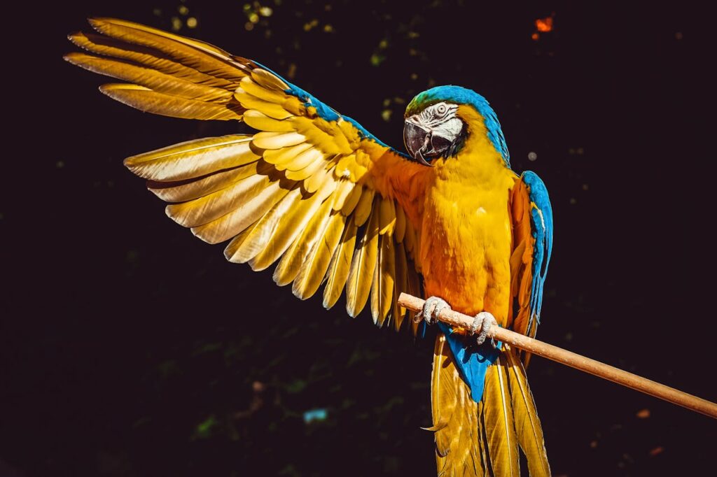 This Is Why Parrot Can Talk Like A Human