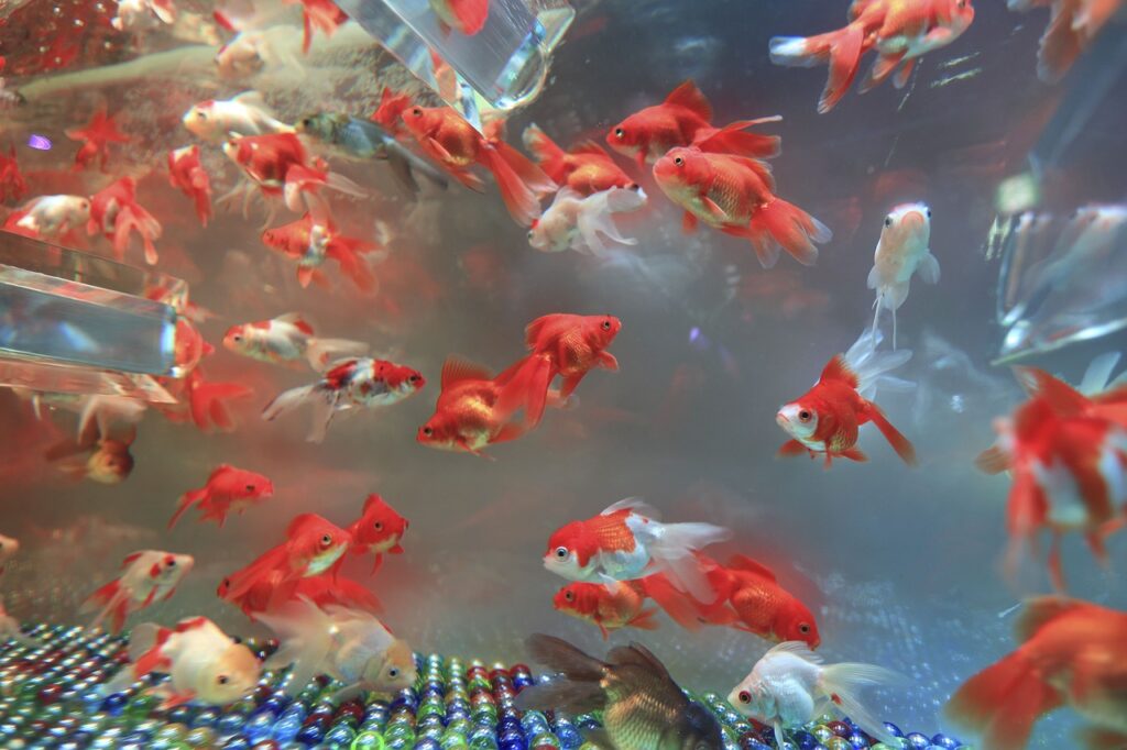 Beginner Guide on Where to Buy Aquarium Essentials